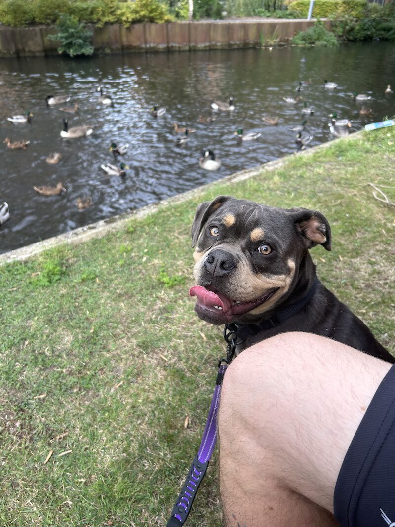 Buy and sell American Bully dogs and puppies online | American Bully Owners