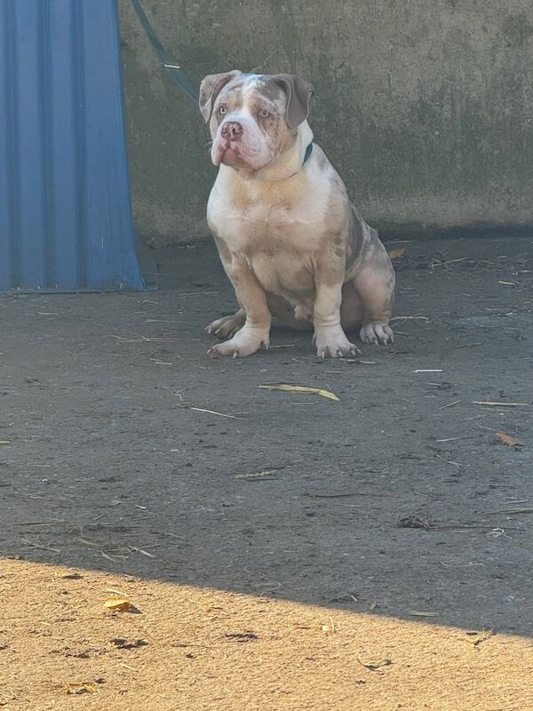Buy and sell American Bully puppies and dogs online | American Bully Owners