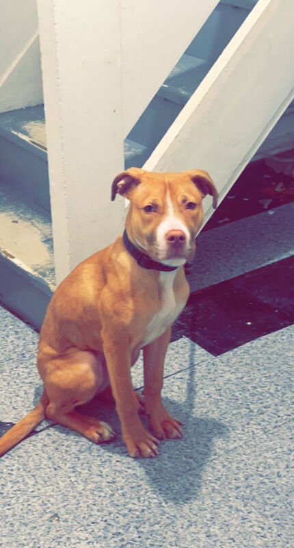 Classic American Bully For Sell For Sale in Hatfield, Hertfordshire