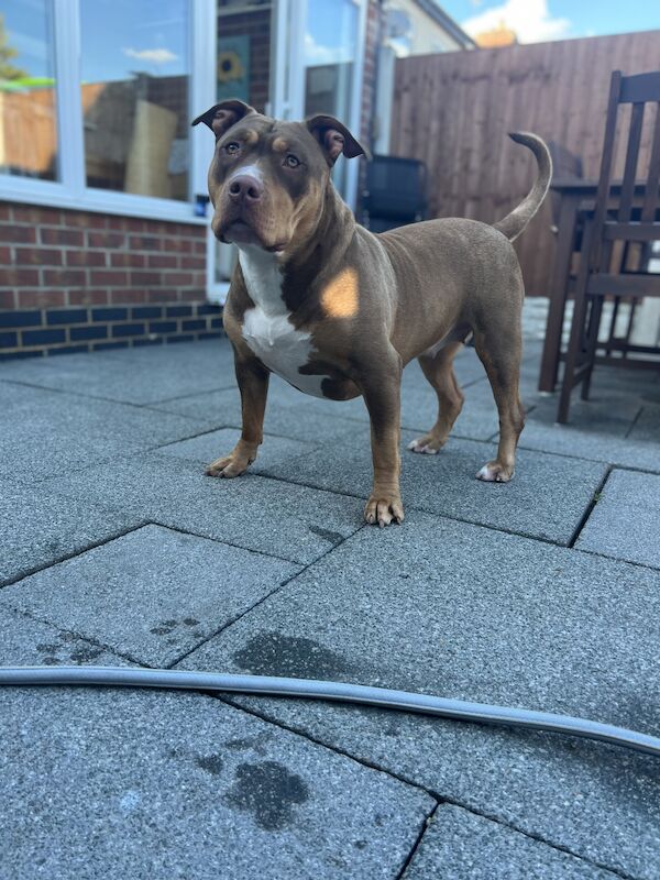 ABKC AMERICAN XL BULLY PUPPIES LAST 2 REMAINING! For Sale in Derby ...