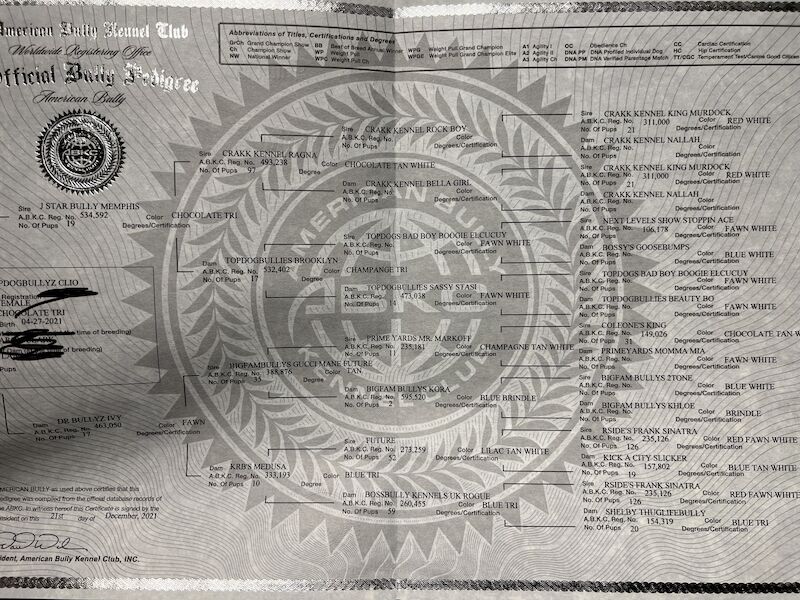 ABKC AMERICAN XL BULLY PUPPIES LAST 2 REMAINING! - American Bulldog ...