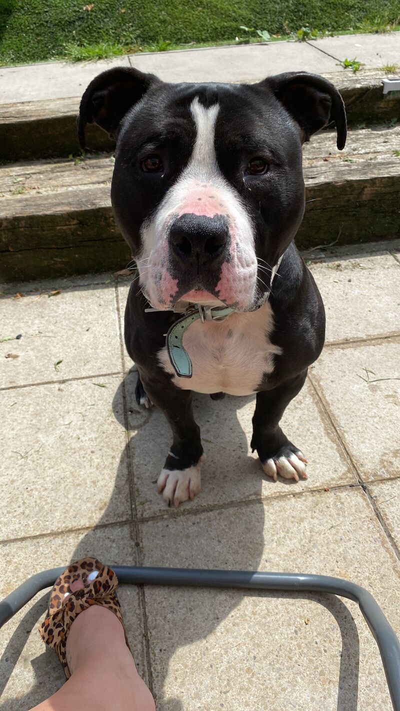 Male American Bully Cross Dogs And Puppies For Sale