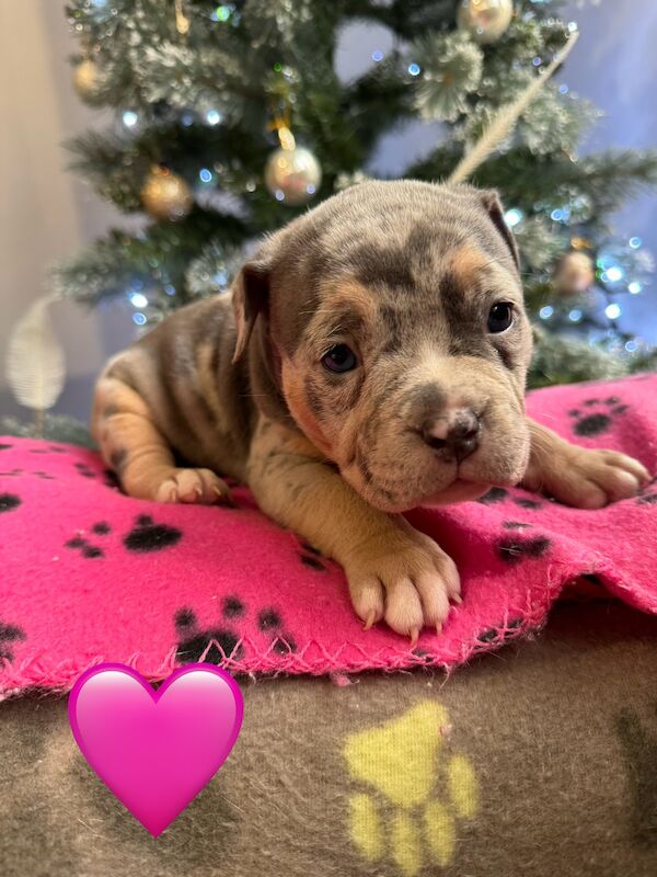 American Bully MC LOVIN OFF SPRIN - COWBOY LINES For Sale in London ...