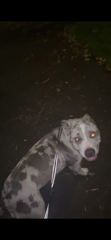 16 Week Old Alpha Blue Blood X American Bully For Sale in Great ...