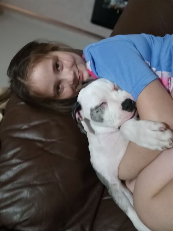 American Bully X American Bulldog For Sale in Crawley, West Sussex