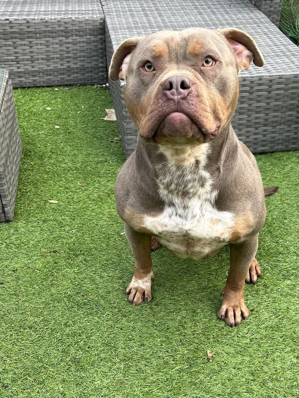 ATTENTION! REHOMING American Bully XL Female For Sale in M28