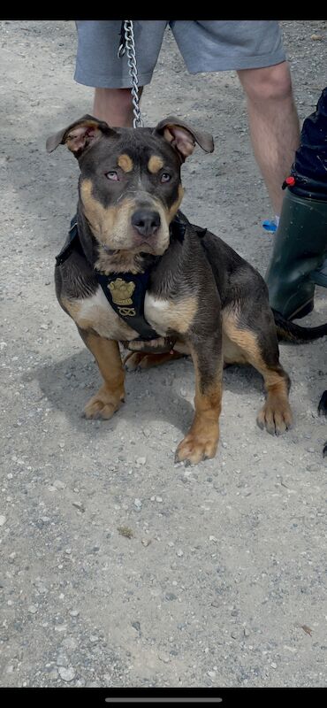Xl AMERICAN BULLY Puppies For Sale in Morecambe, Lancashire
