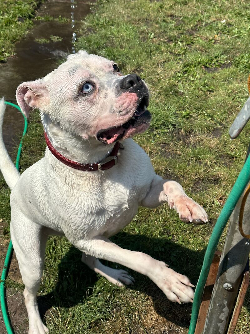 Male American Bully Cross Dogs And Puppies For Sale