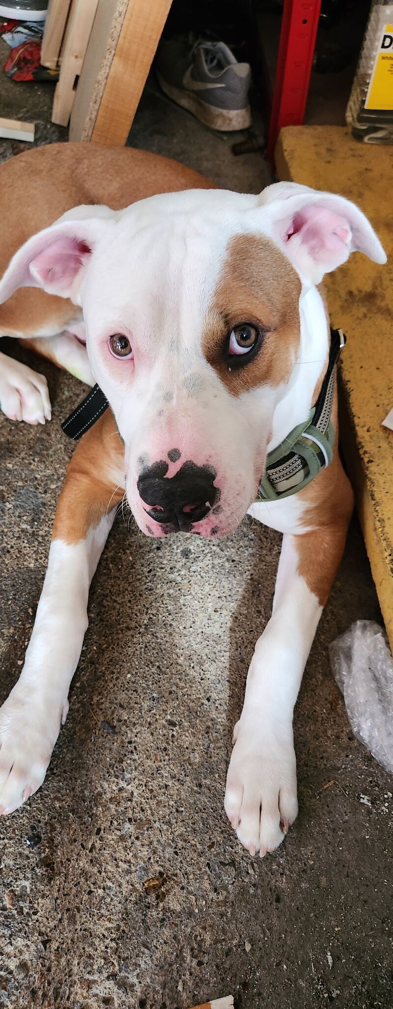 Male American Bully Cross Dogs And Puppies For Sale