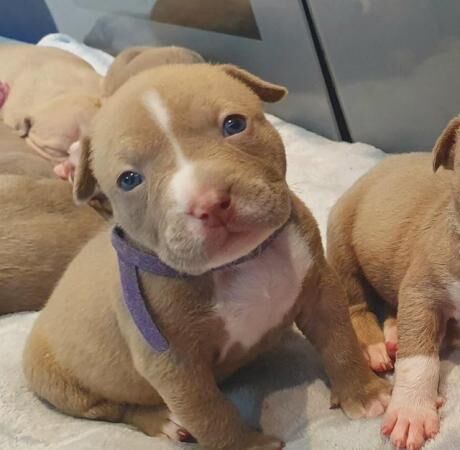 Buy and sell American Bully puppies and dogs online | American Bully Owners