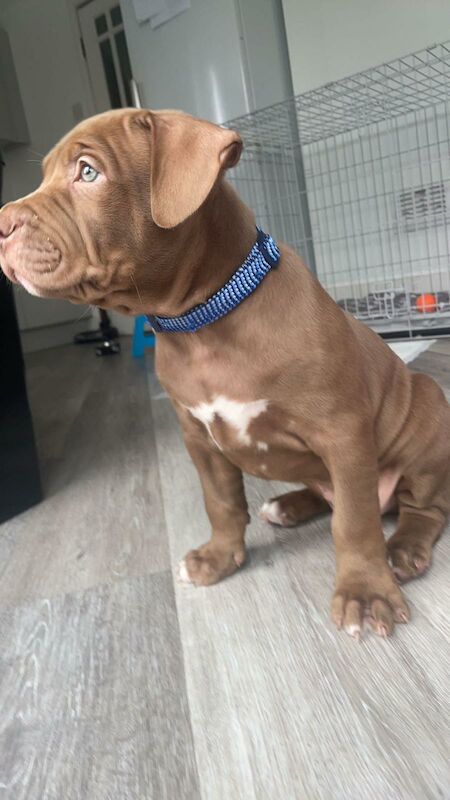 Male American Bully Cross Dogs And Puppies For Sale