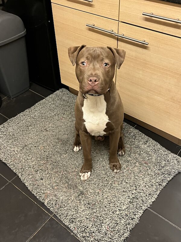 Male American Bully Pups Ready To Leave For Sale in Wolverhampton, West ...