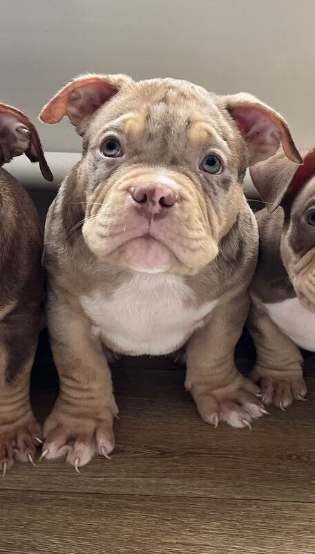 XL American Bully Puppies - 8 Weeks READY For Sale in Turweston ...
