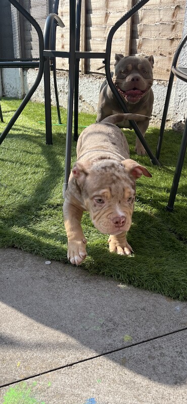 Micro Exotic Bully 13wks - American Bulldog Puppies For Sale in ...