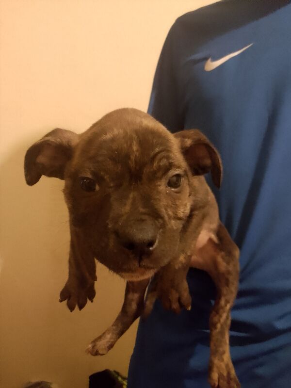 Kennel Club Registered American Bully Puppies For Sale | American Bully ...