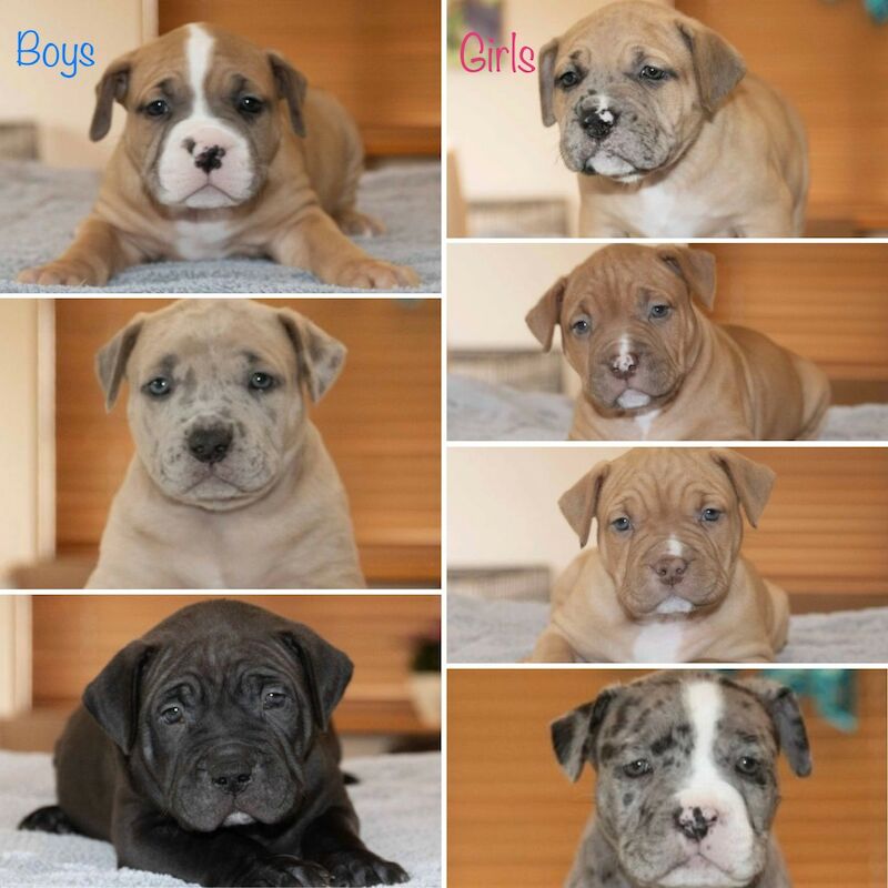 Male American Bully Cross Dogs And Puppies For Sale