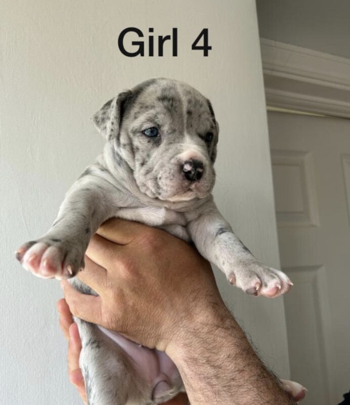 Xl American Bully Puppies For Sale in Sheerness, Kent