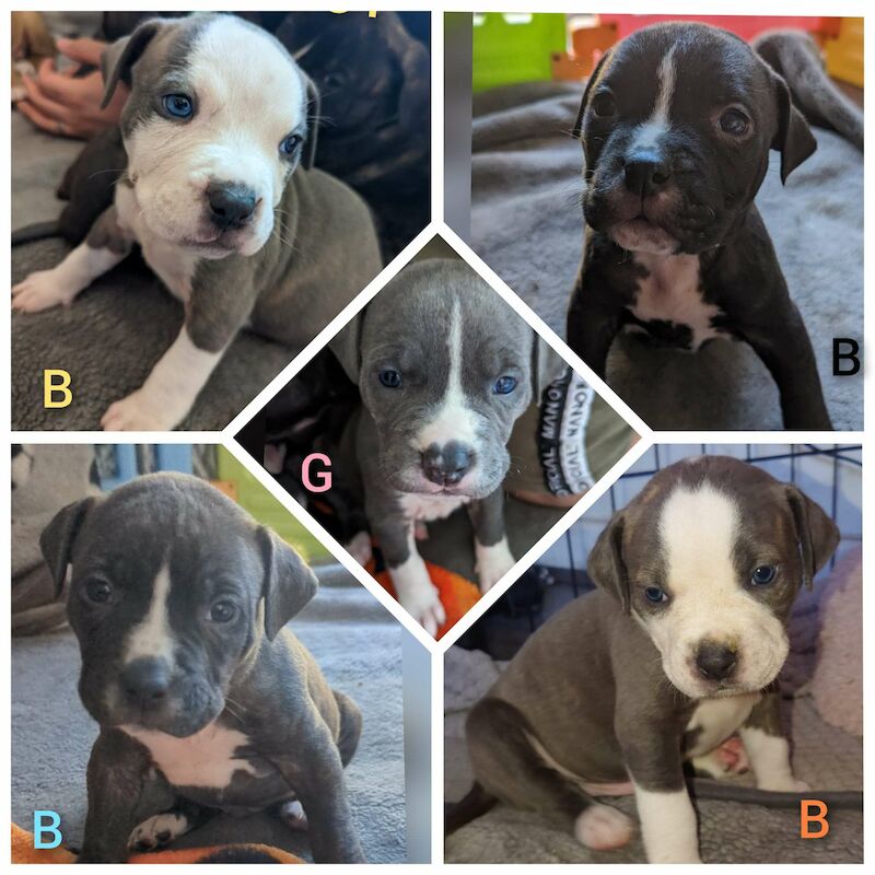 Why Are Dogs Kc Registered