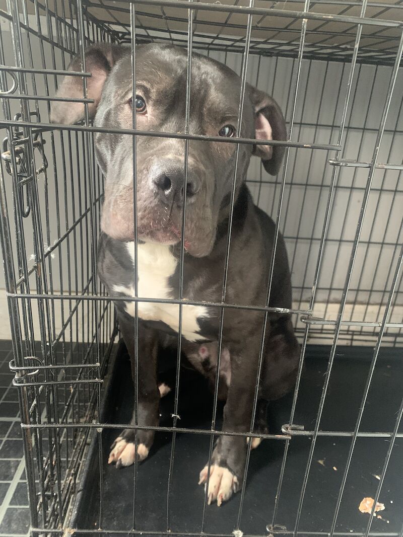 XL Bully Pup - Female Great Bloodline For Sale in Eccles, Scottish Borders